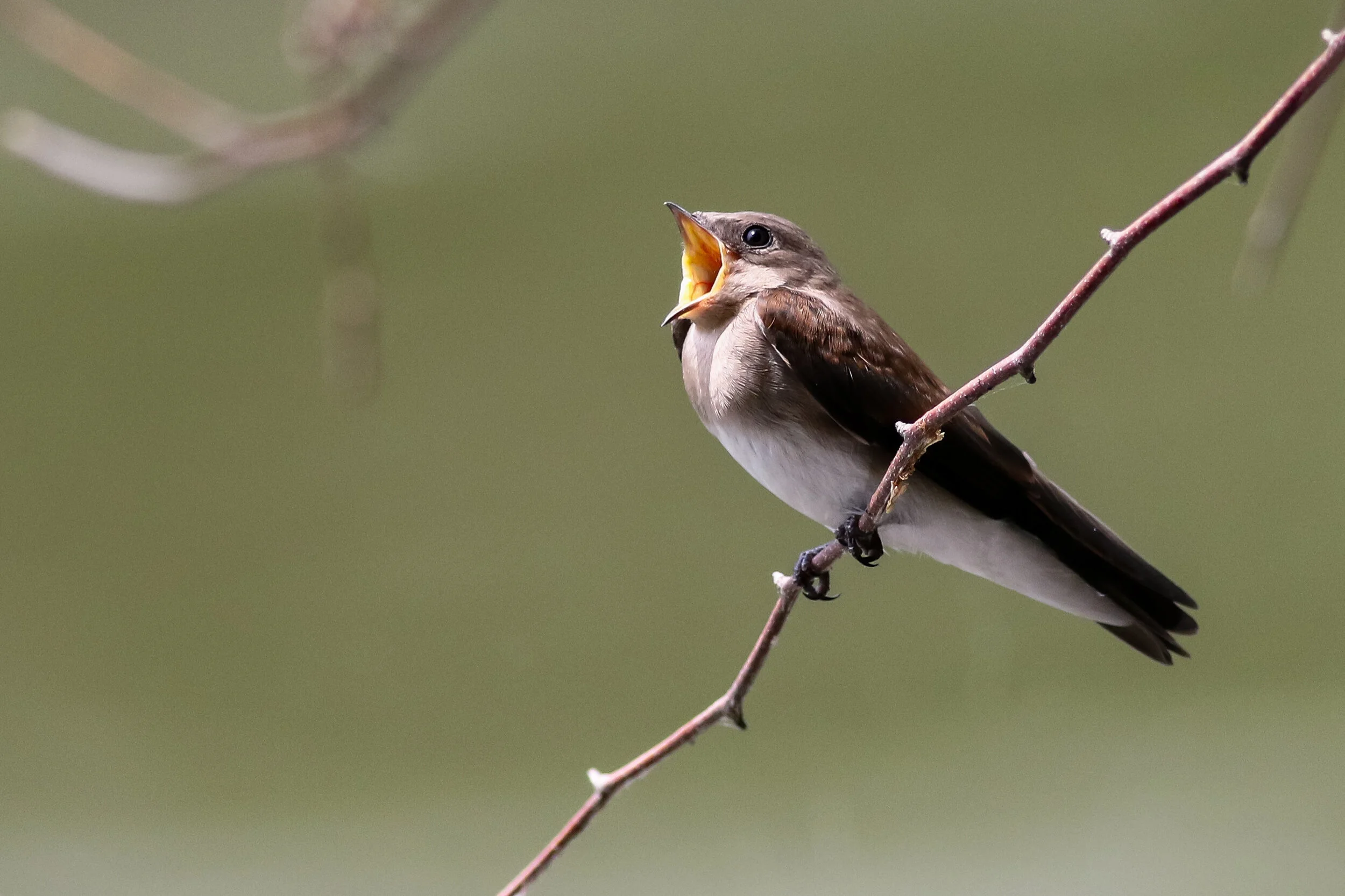 Lynchburg — Birding Virginia