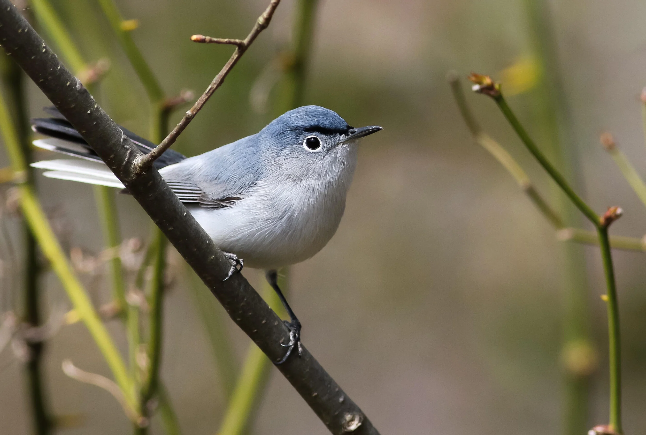 Franklin City — Birding Virginia