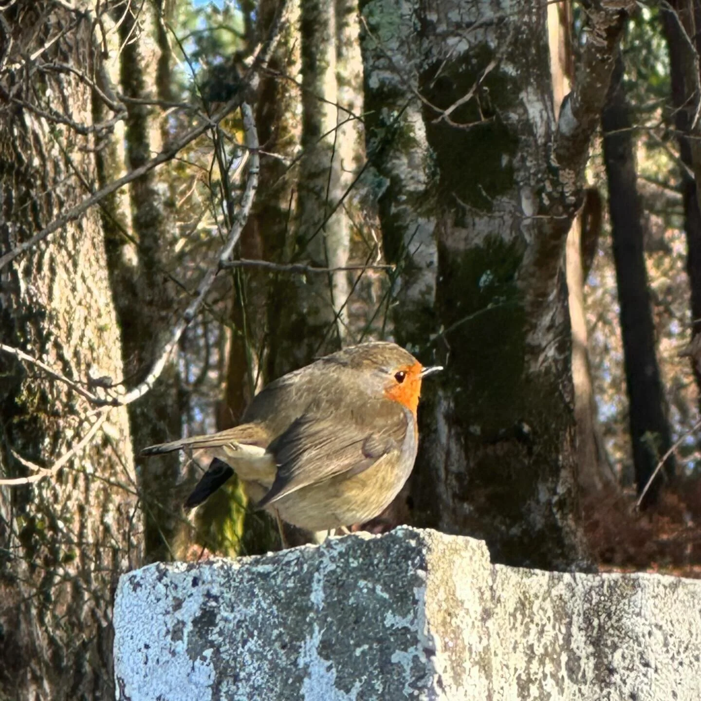 About — Nick Fabbri