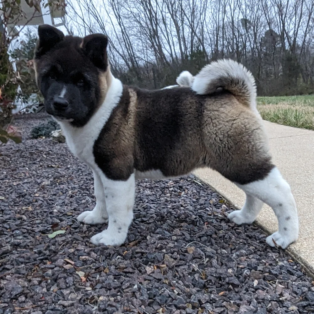 Available Puppies — Kamikaze Akitas