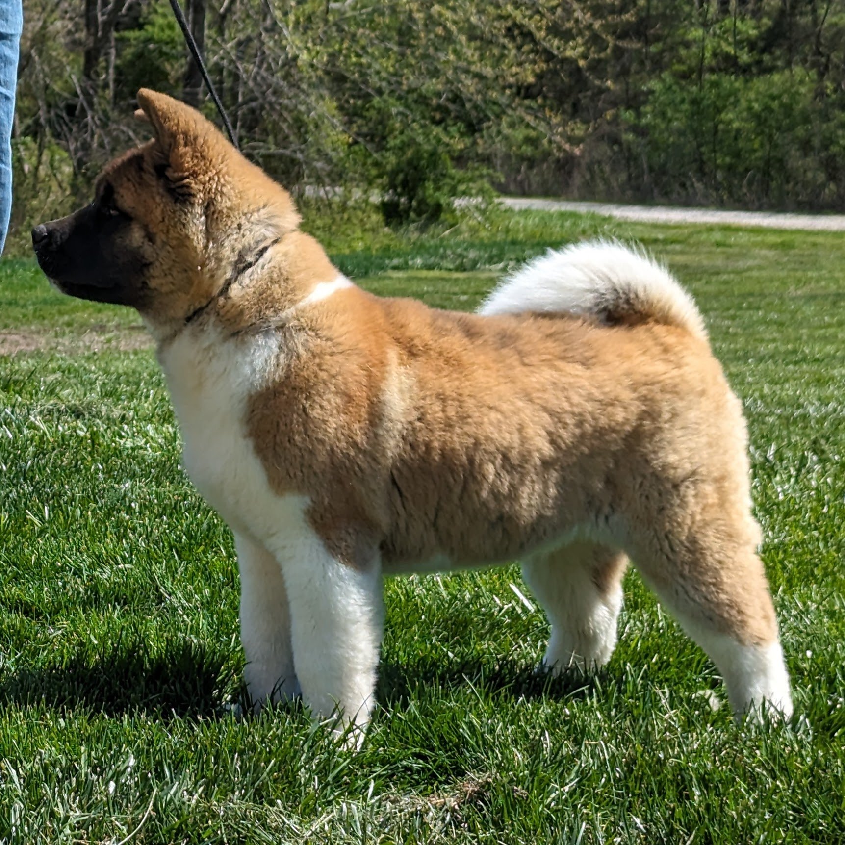 Available Puppies — Kamikaze Akitas