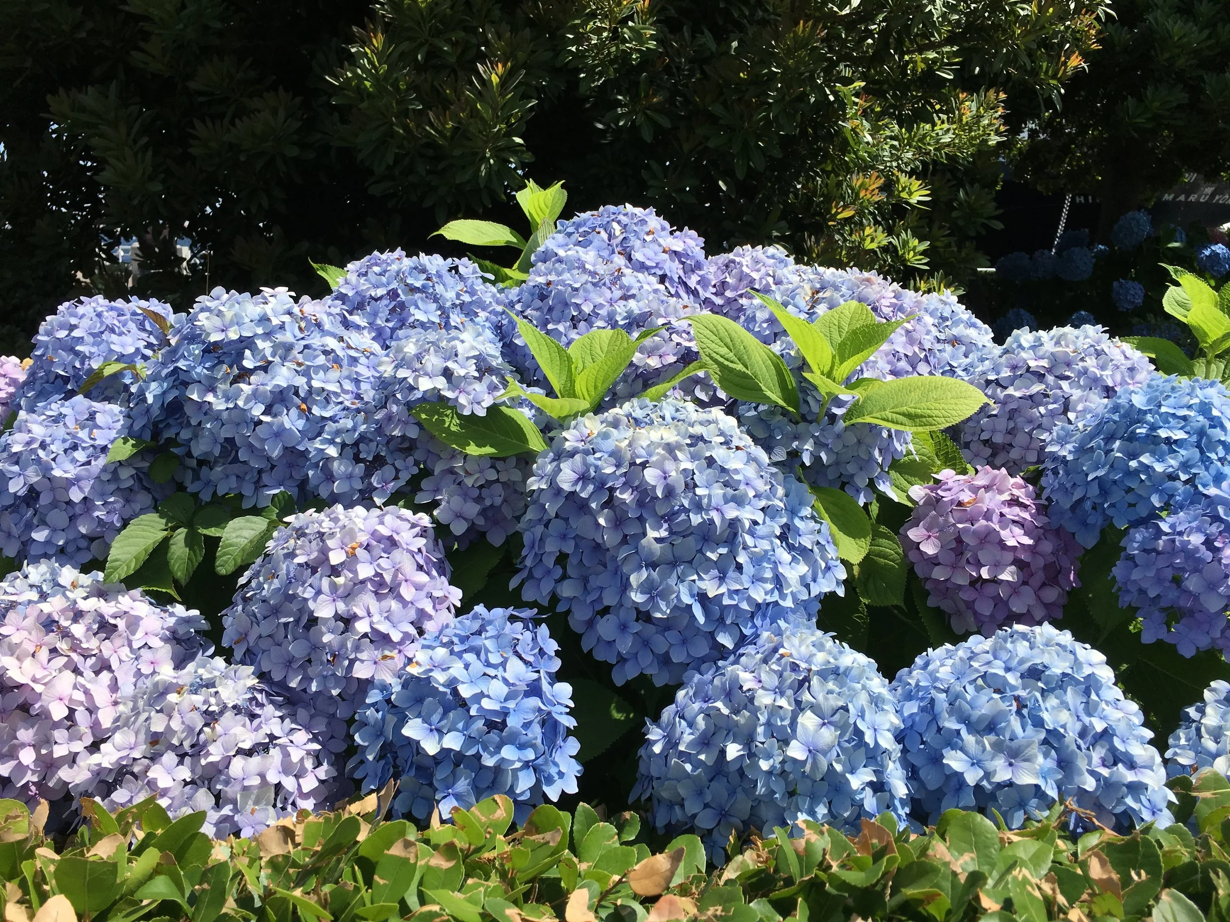 What to Do in Tokyo in the Month of June | Ichigoichielove