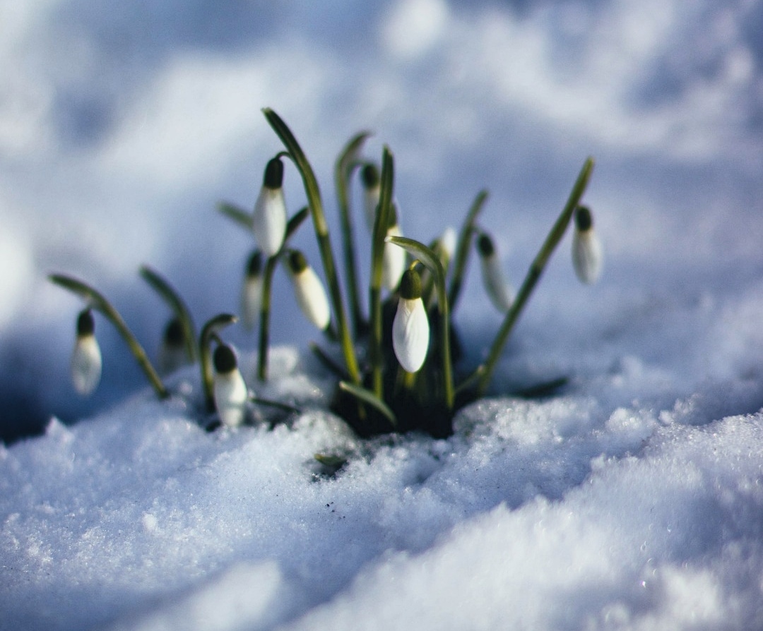 Imbolc: Meaning, Traditions & A Tarot Reading — Kajora Lovely