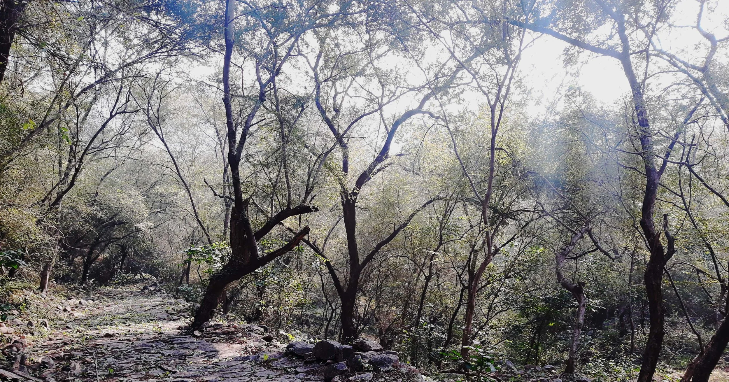 The Guardian of Mangar Bani — Technology for Wildlife Foundation