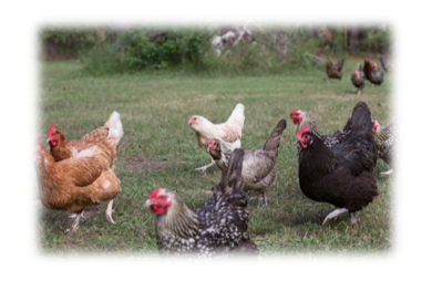 Sentence Pattern Study: Pattern 4 — Shurley English Blog