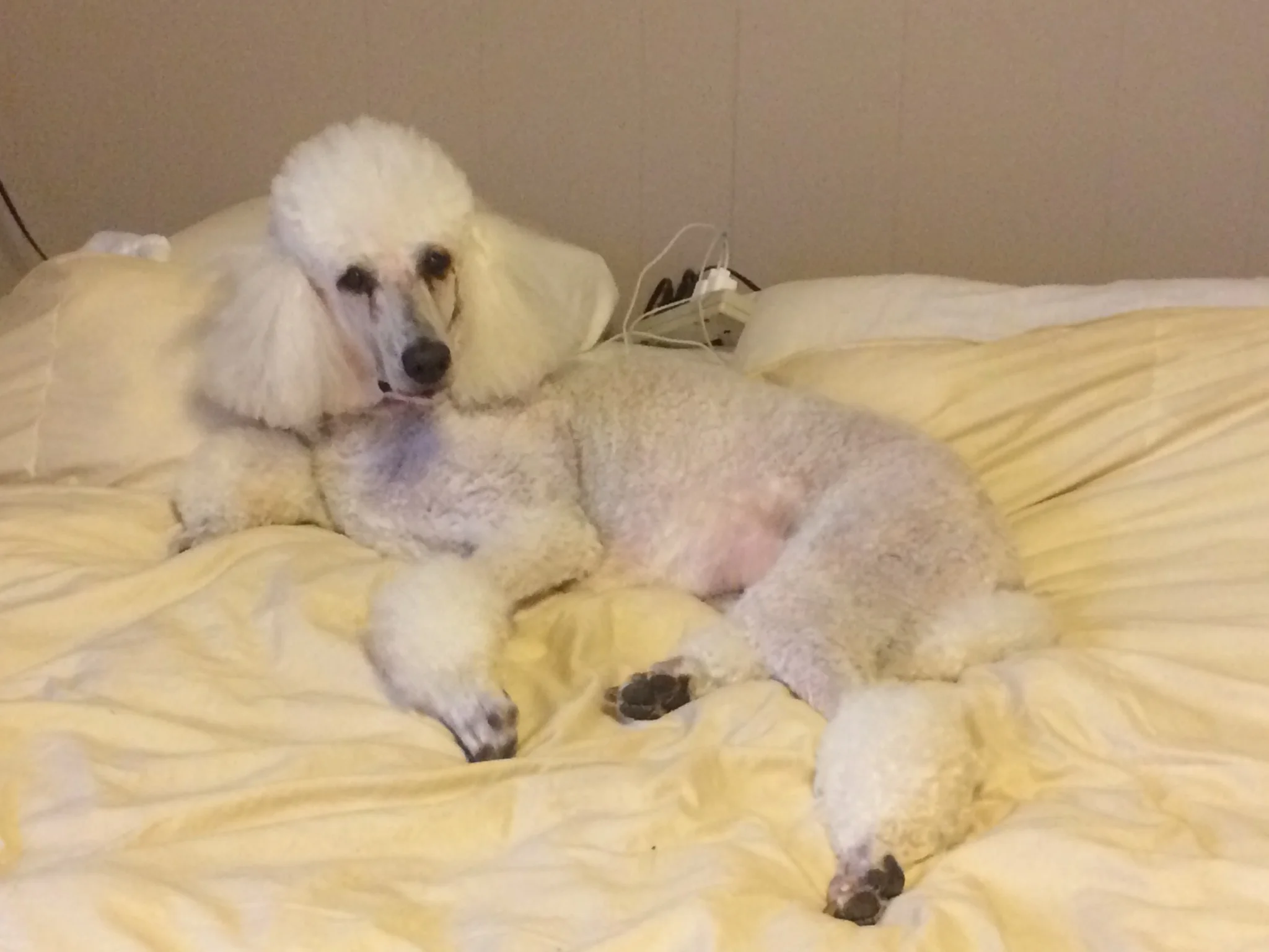 Standard Poodle Breeder and Groomer, AKC Standard Poodle Puppies