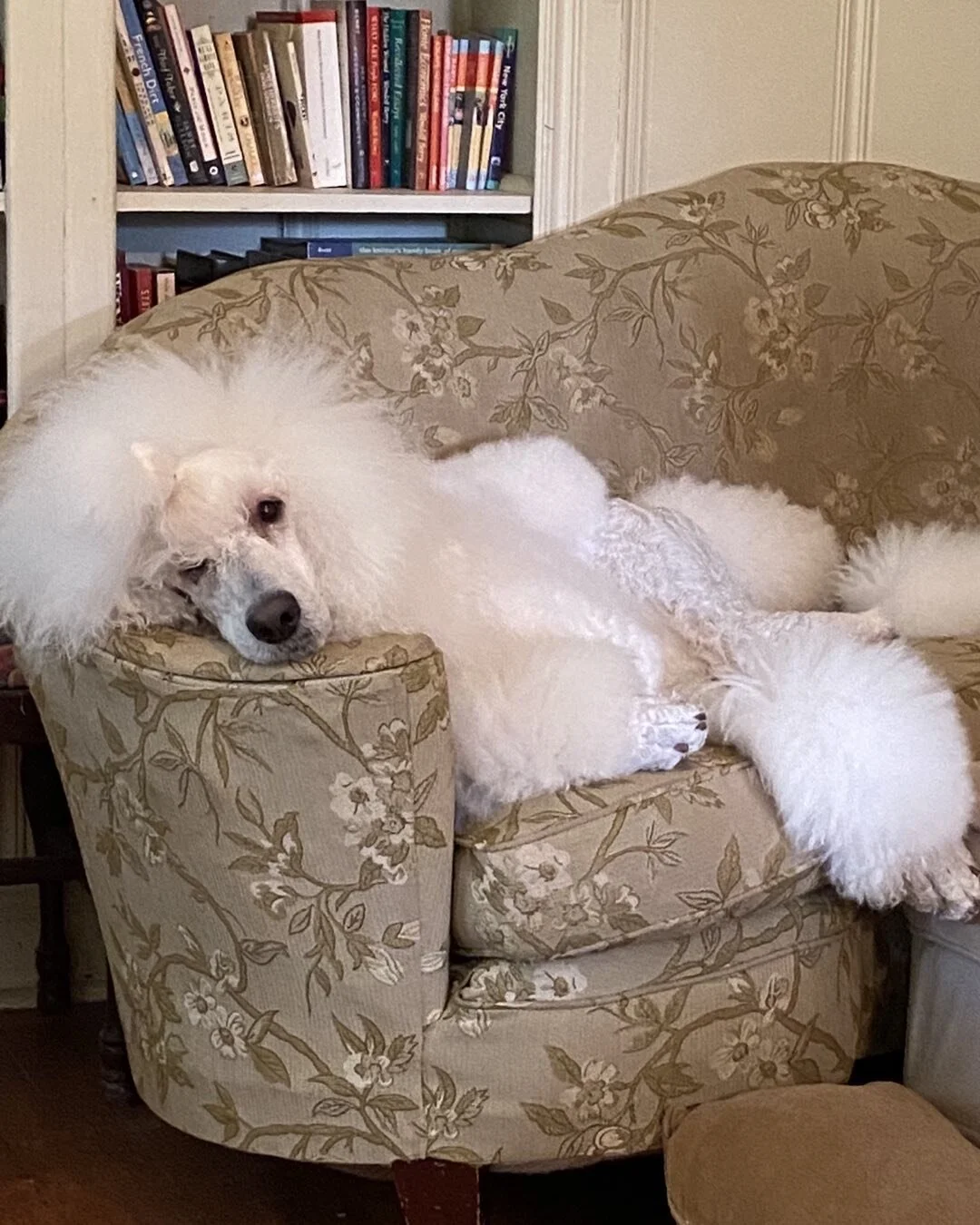 Standard Poodle Breeder and Groomer, AKC Standard Poodle Puppies