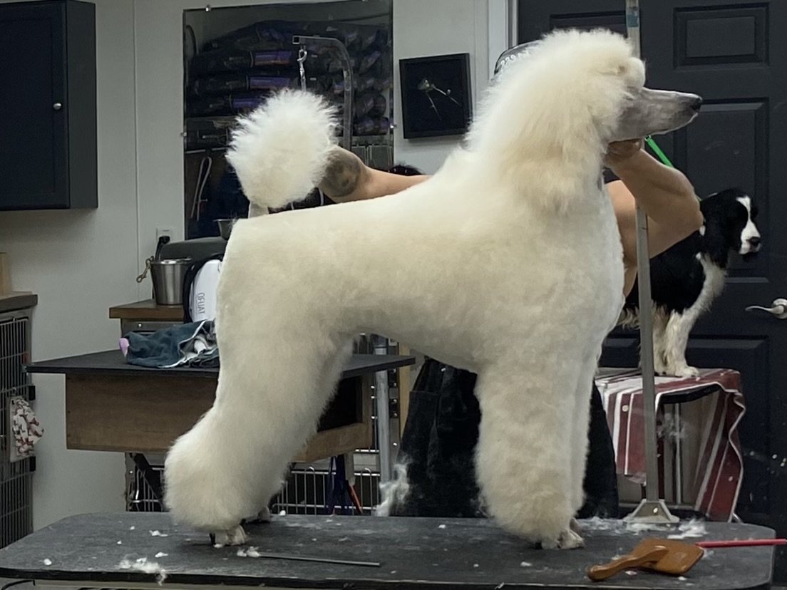 Puppy Photo Gallery — Scotch Corner Standard Poodles