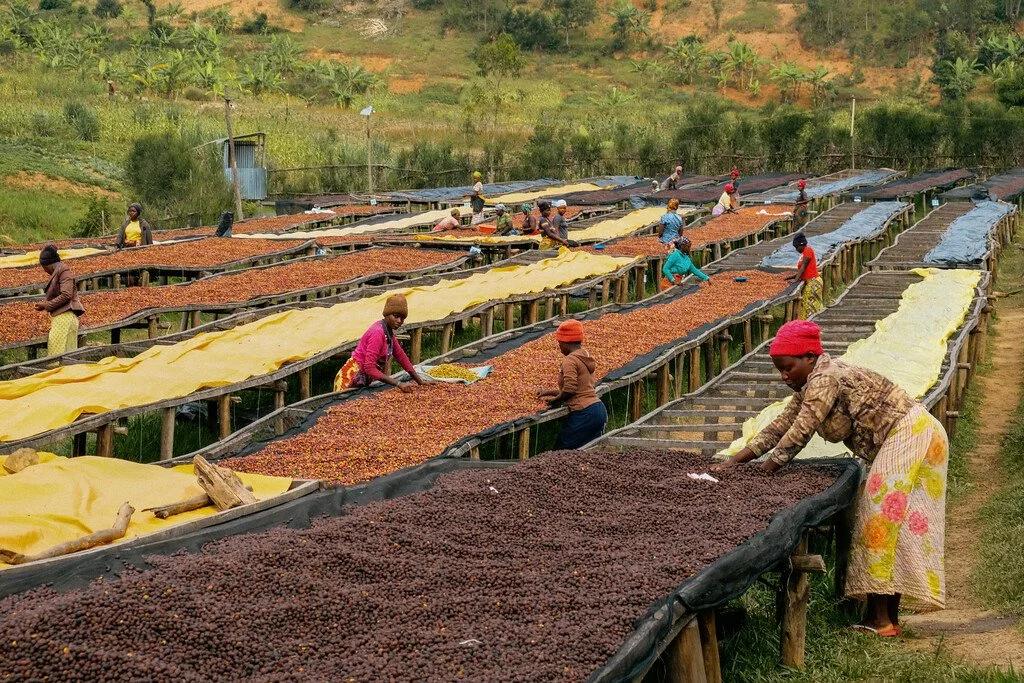 Buy Organic Speciality Coffee Online — Wolfox Organic Coffee Roasters ...