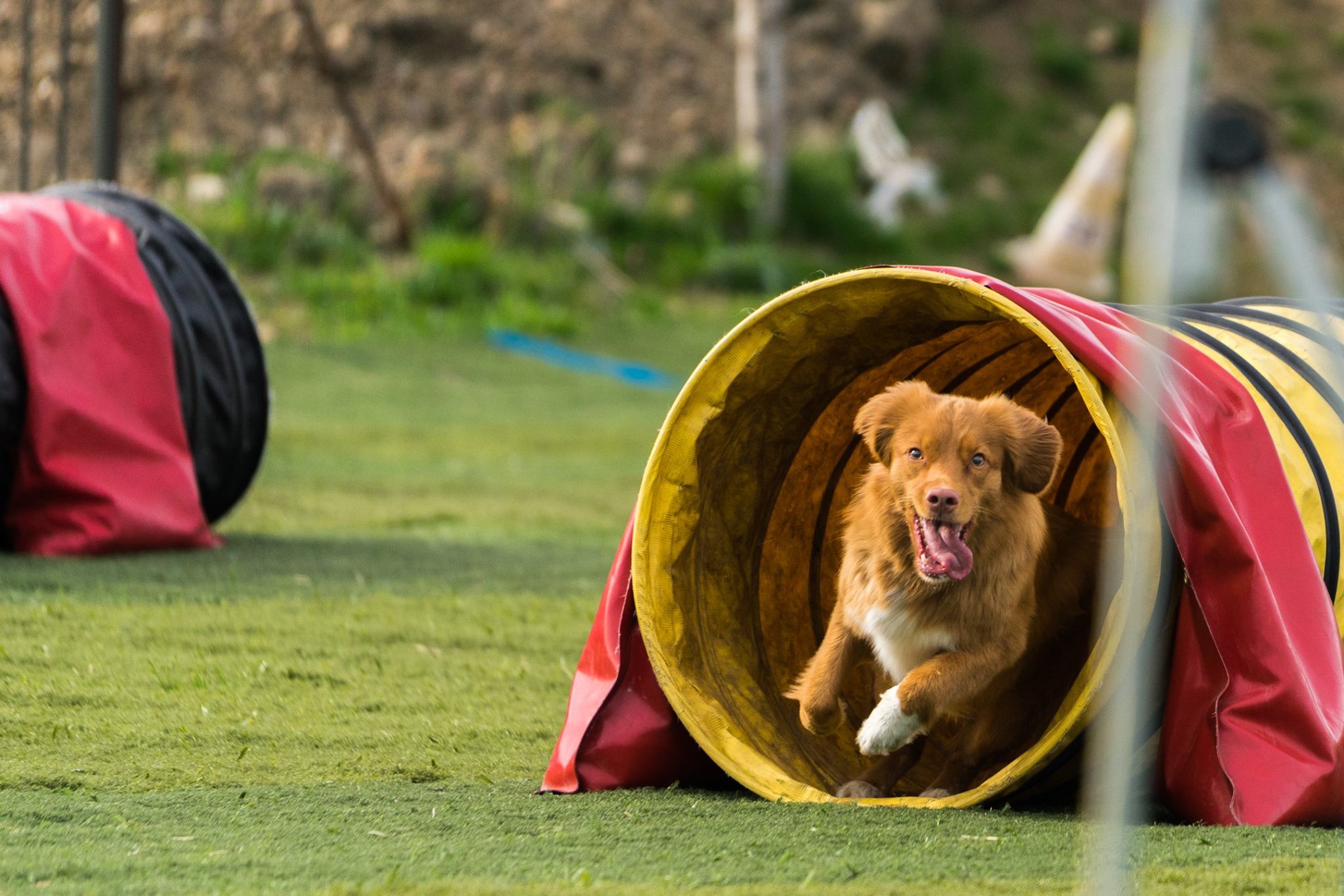Camille Nguyen | fitness et sports canins