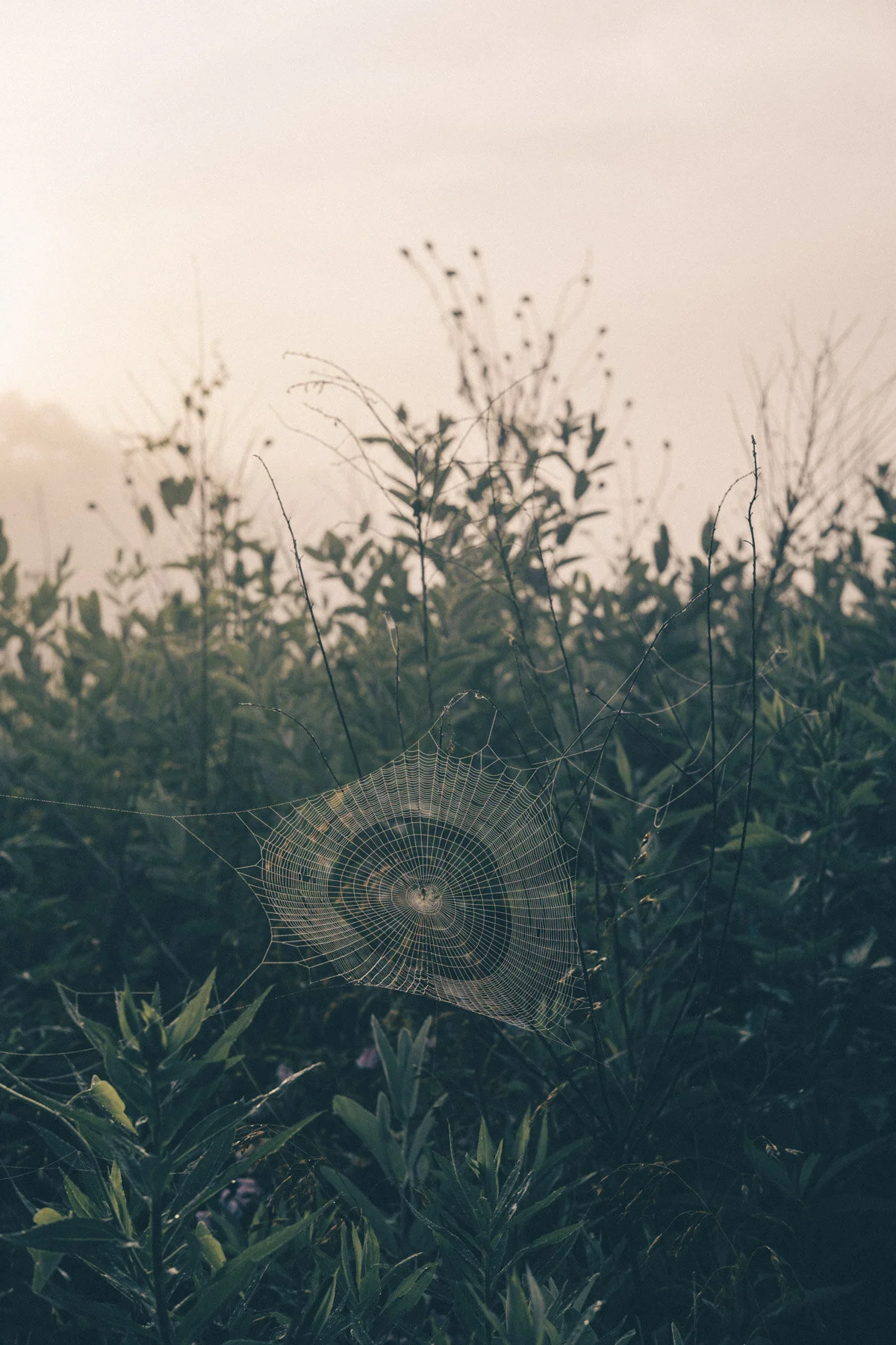 Boho Nature Tumblr
