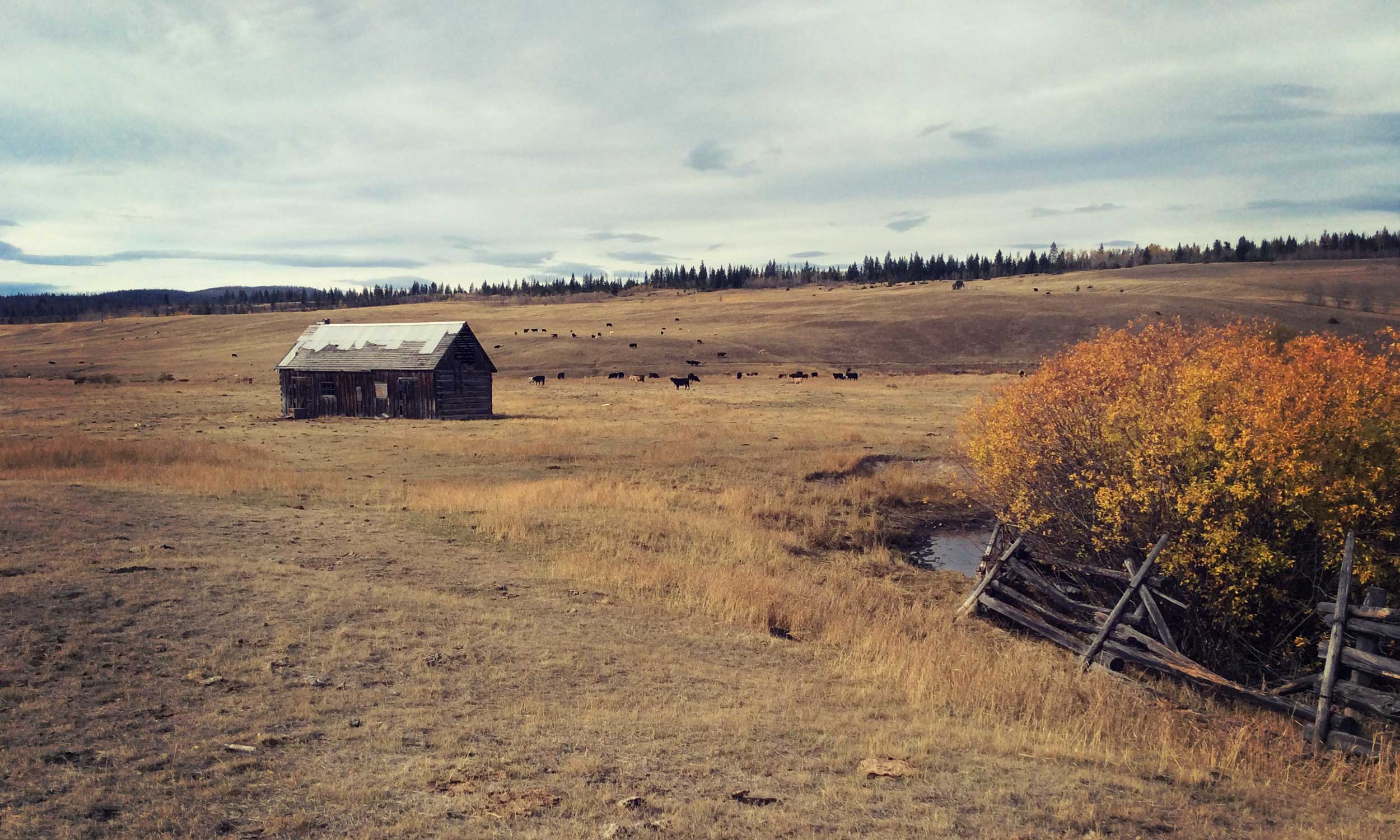 Ranch + Cattle — Douglas Lake Ranch