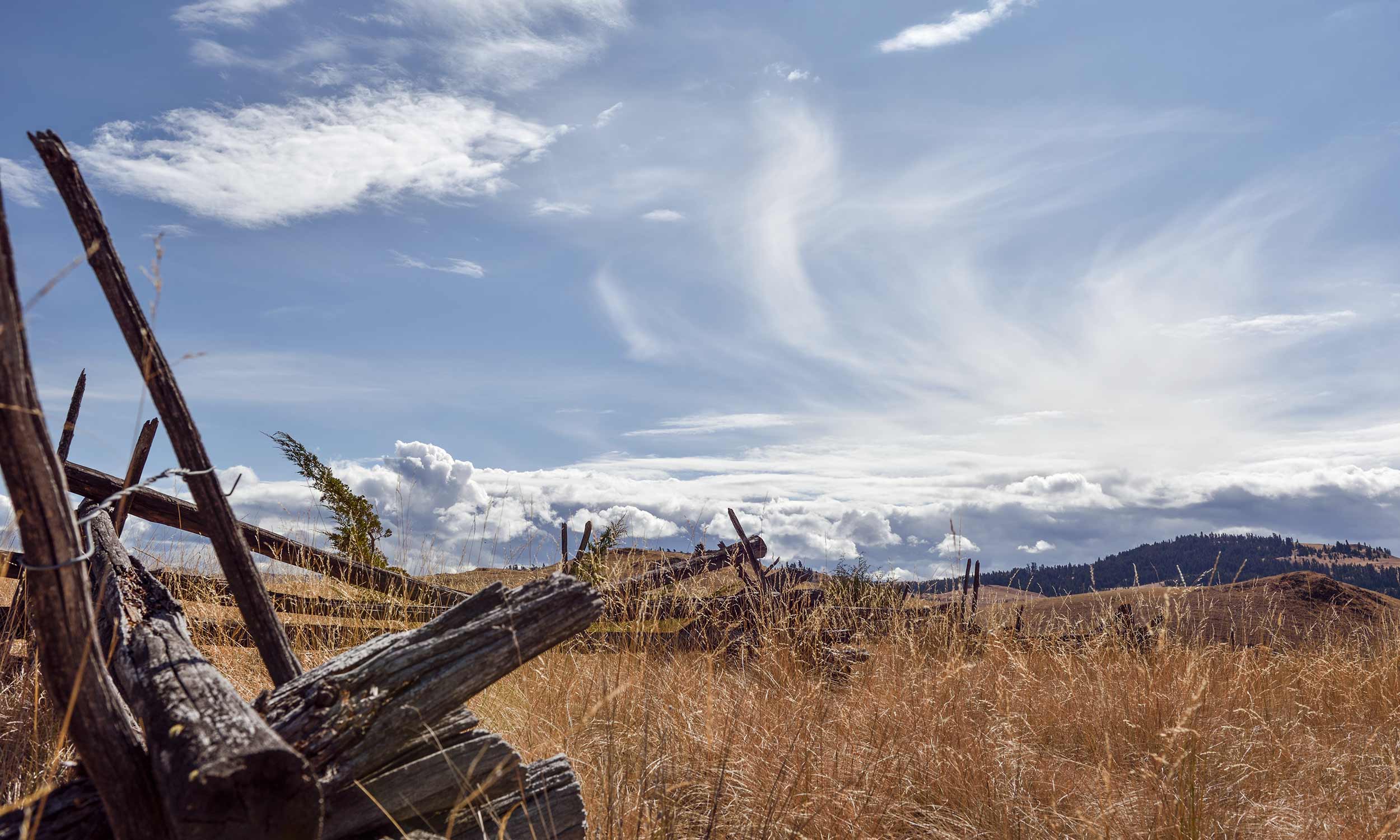 Ranch + Cattle — Douglas Lake Ranch