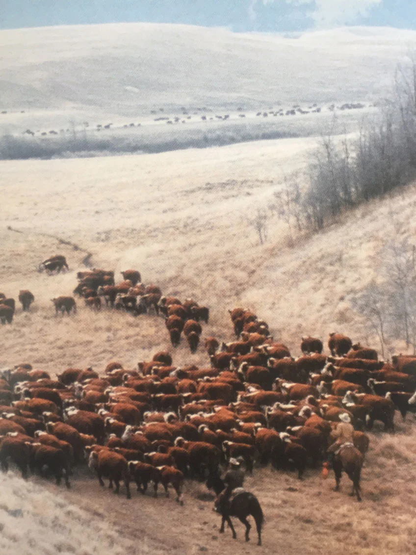 Ranch + Cattle — Douglas Lake Ranch