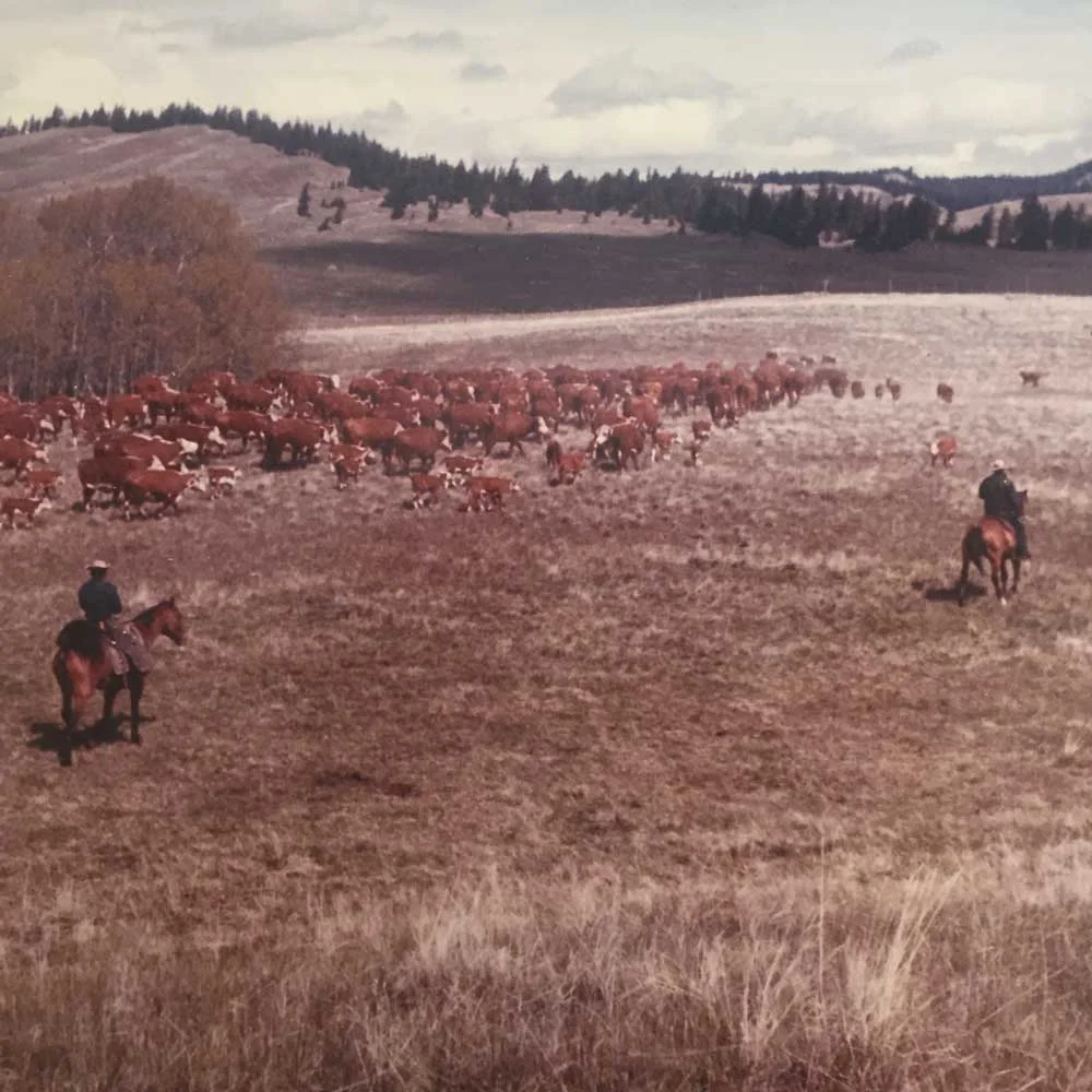 Ranch + Cattle — Douglas Lake Ranch