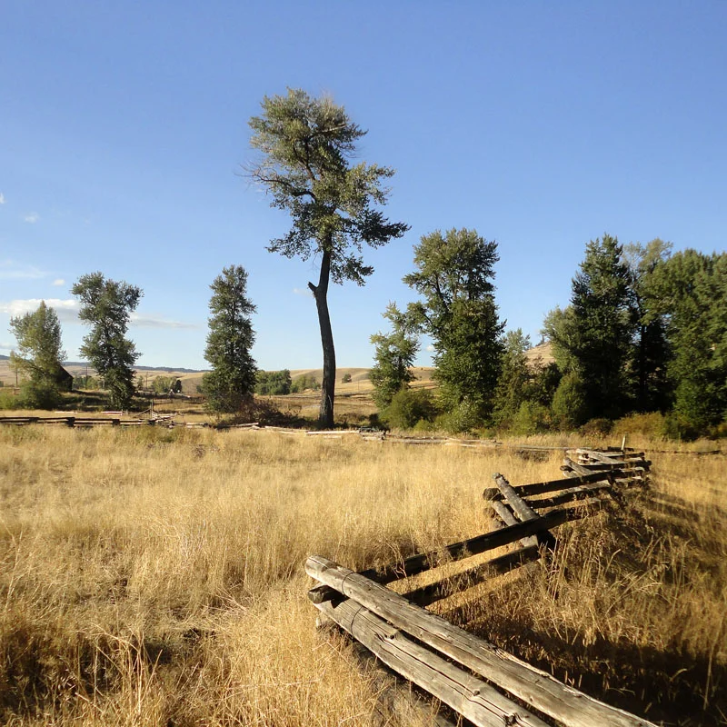 Ranch + Cattle — Douglas Lake Ranch