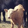 Ranch Operations — Douglas Lake Cattle Co