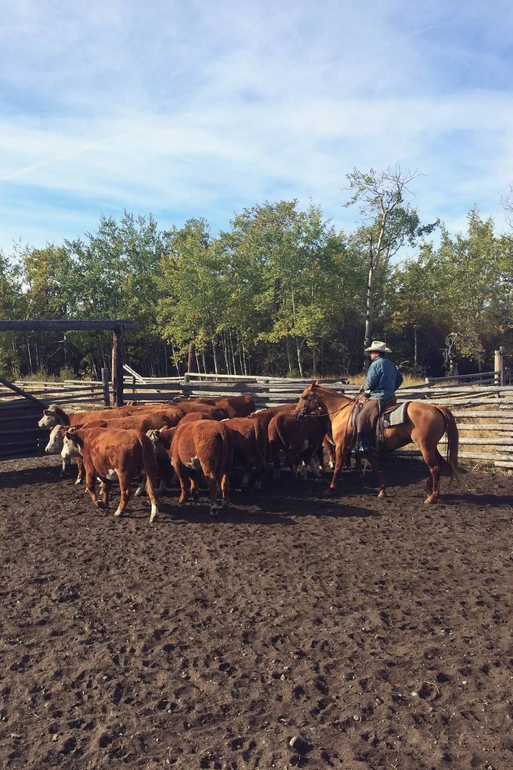 Ranch Operations — Douglas Lake Cattle Co