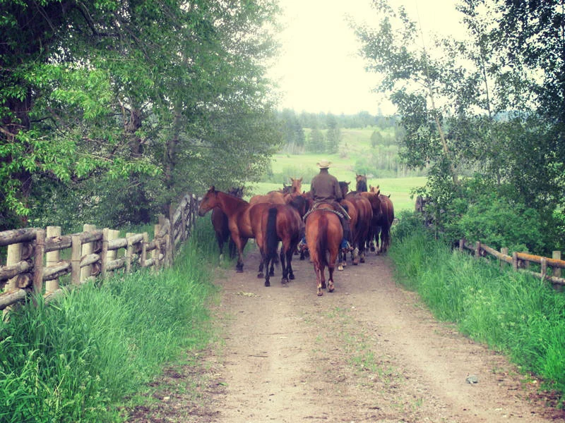 Ranch Operations — Douglas Lake Cattle Co