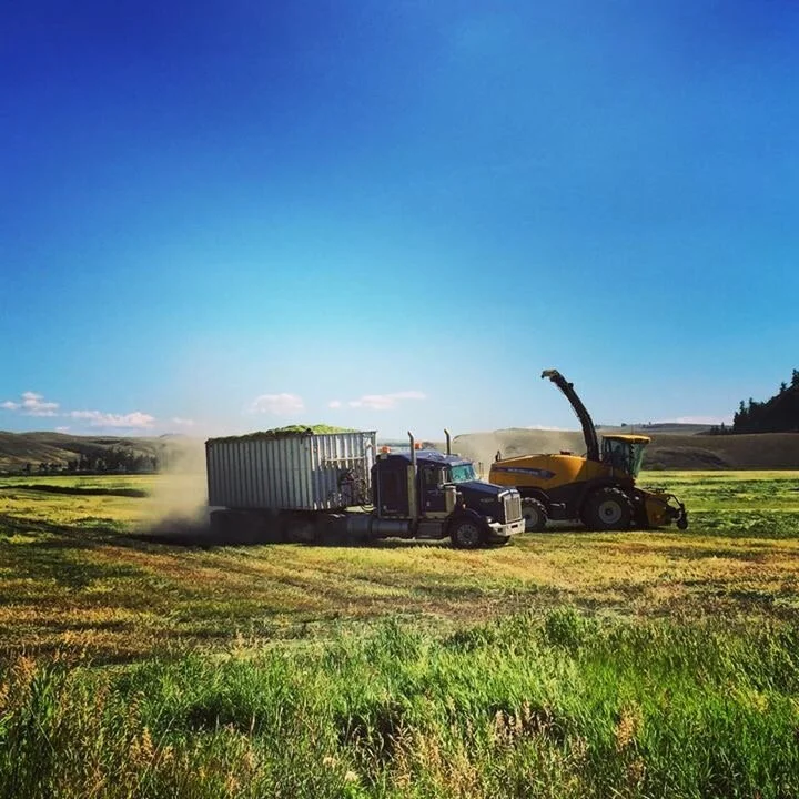 Ranch + Cattle — Douglas Lake Ranch