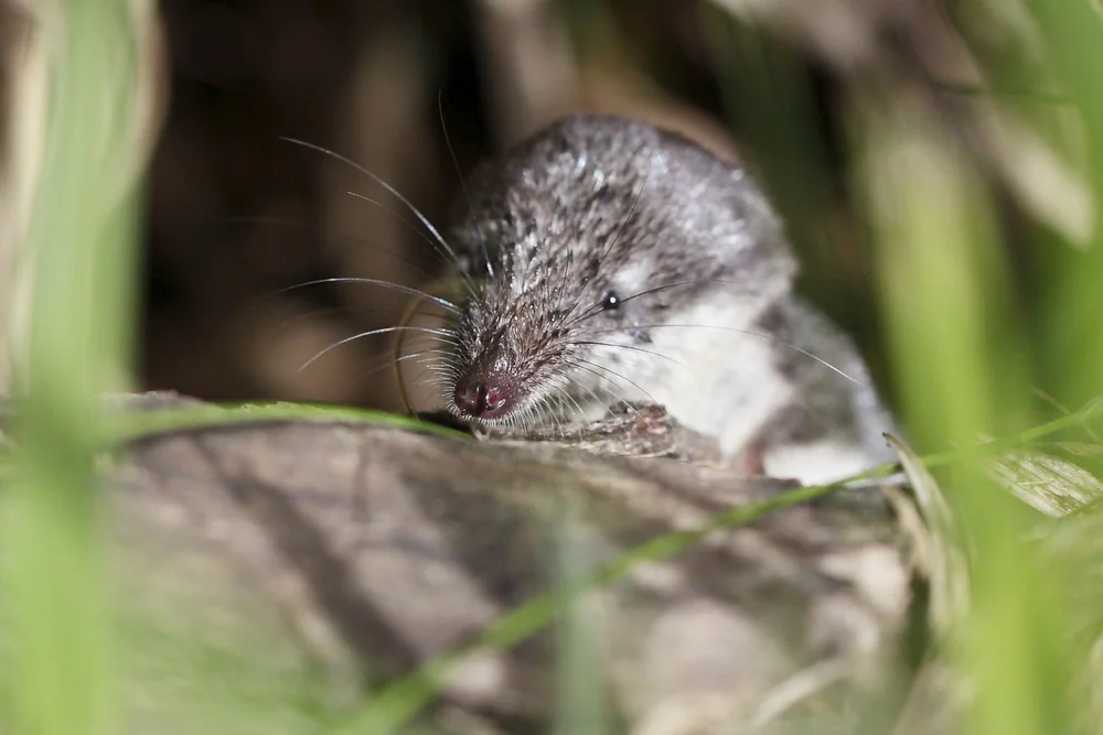 Helping Water Shrews — Sunshine Coast Wildlife Project