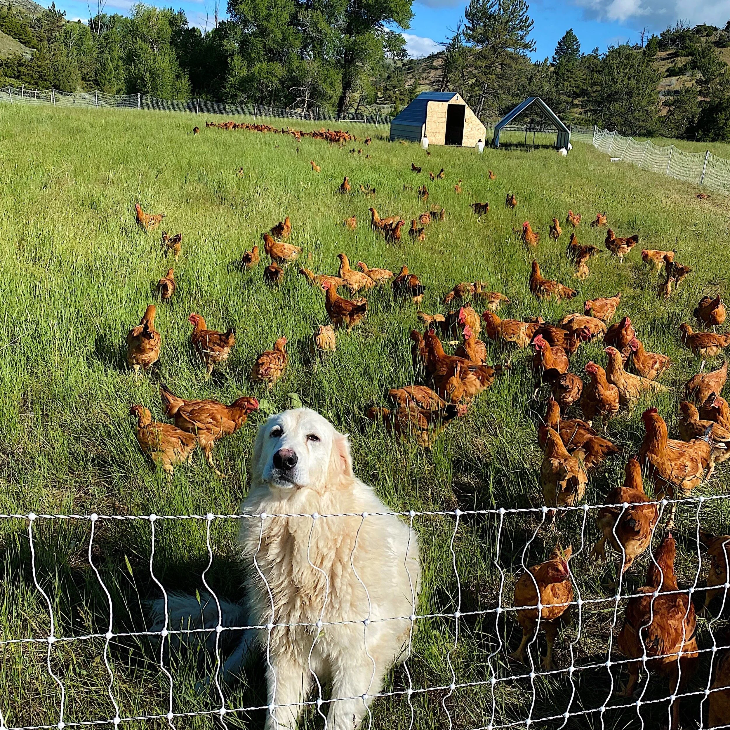 Farm Dog