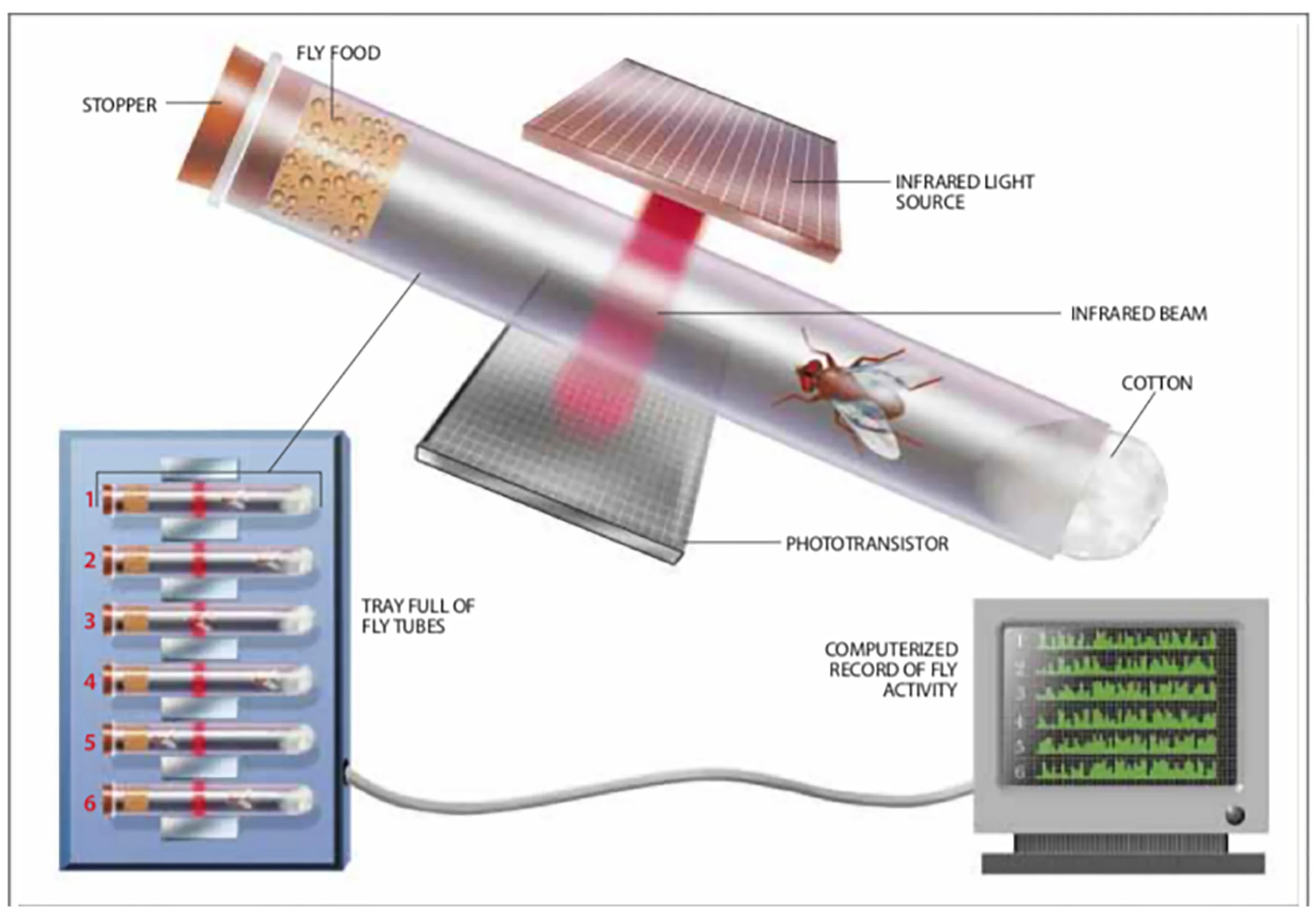Using Drosophila melanogaster to Elucidate Sleep and Circadian Rhythm ...