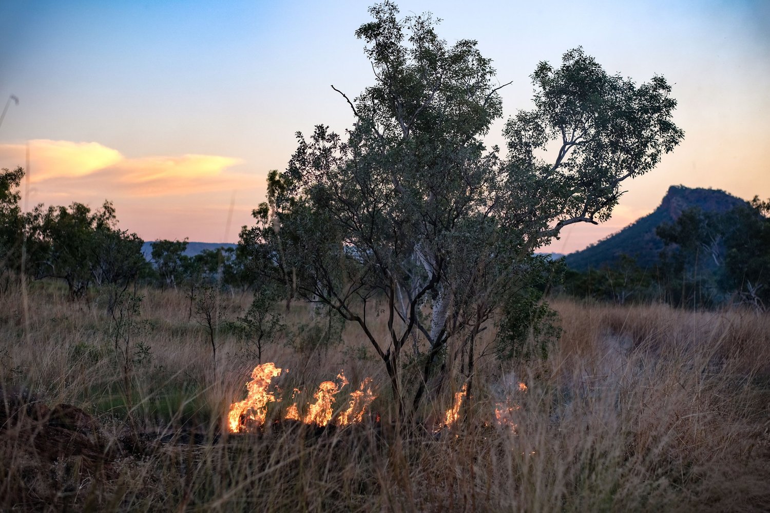 Indigenous Fire Management — Kimberley Land Council