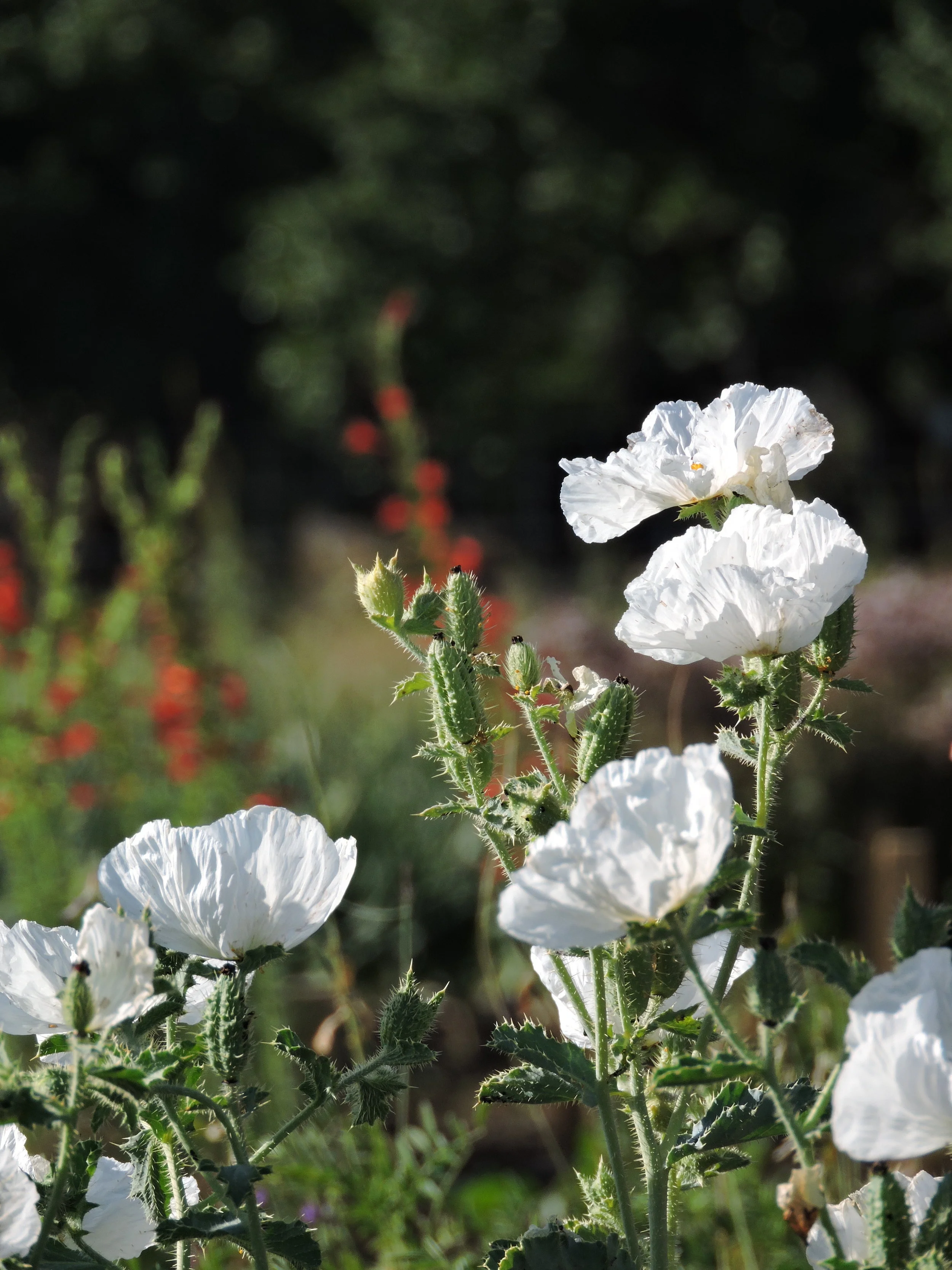 White Poppies