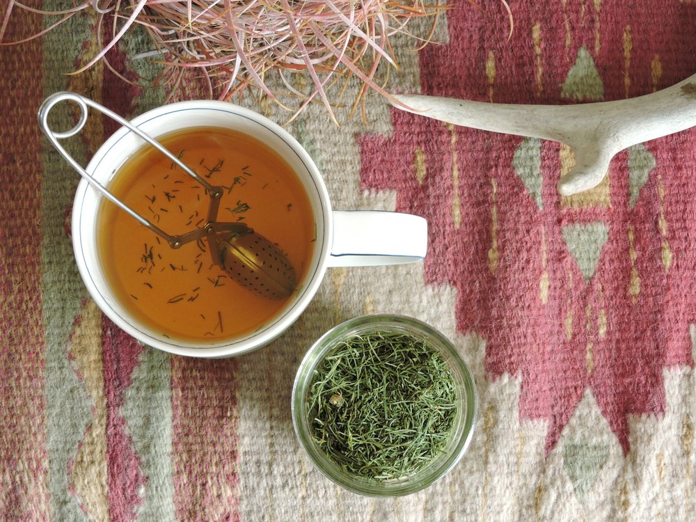 Navajo Tea: Growing, Drinking, Dyeing, & Seed Saving — Grand Prismatic Seed