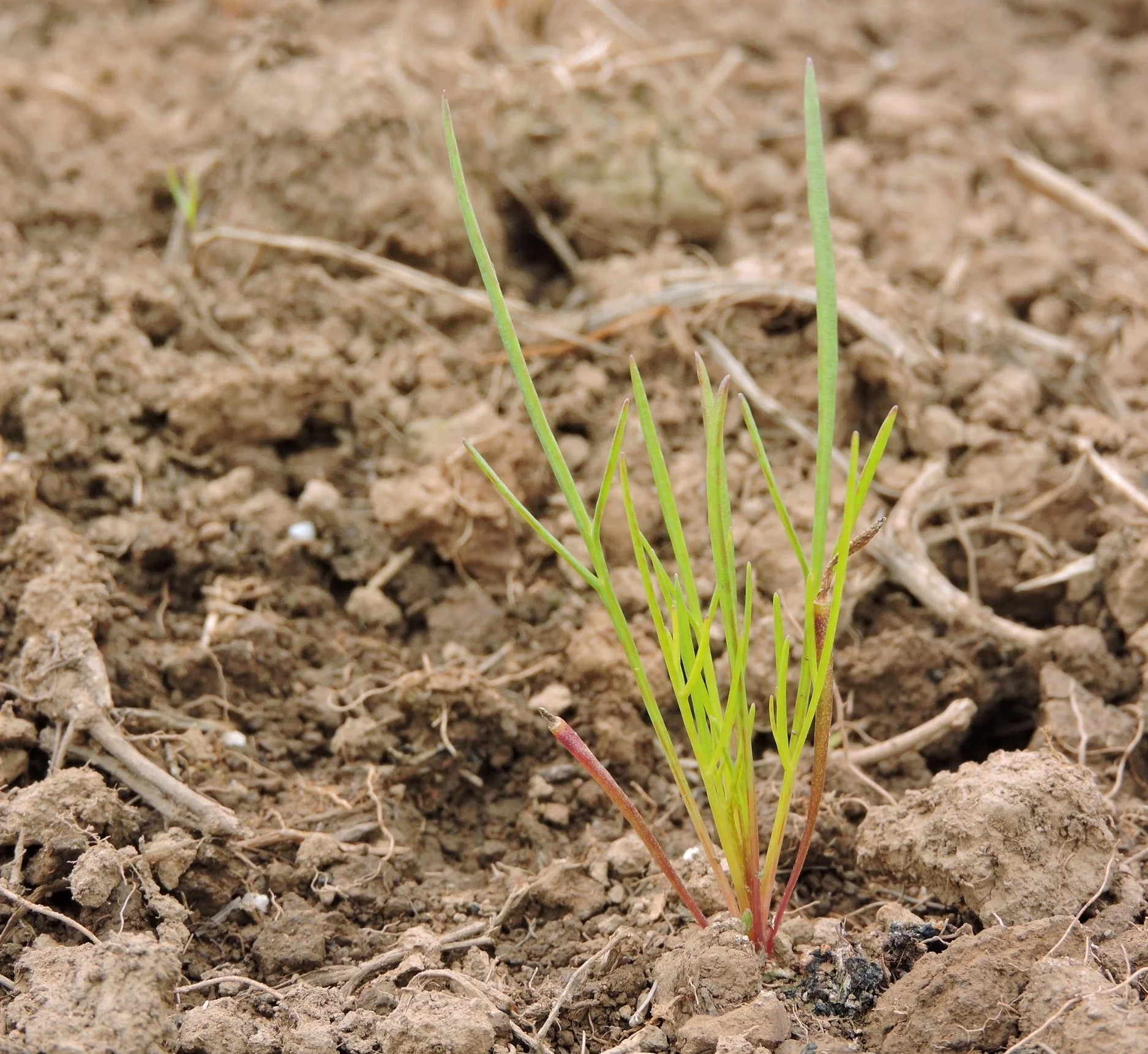 Navajo Tea: Growing, Drinking, Dyeing, & Seed Saving — Grand Prismatic Seed