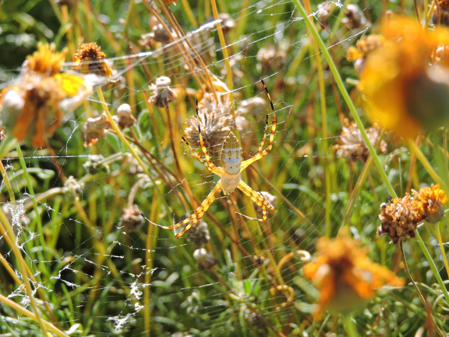 Navajo Tea: Growing, Drinking, Dyeing, & Seed Saving — Grand Prismatic Seed