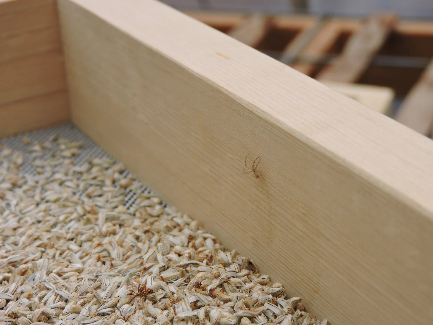 Navajo Tea: Growing, Drinking, Dyeing, & Seed Saving — Grand Prismatic Seed