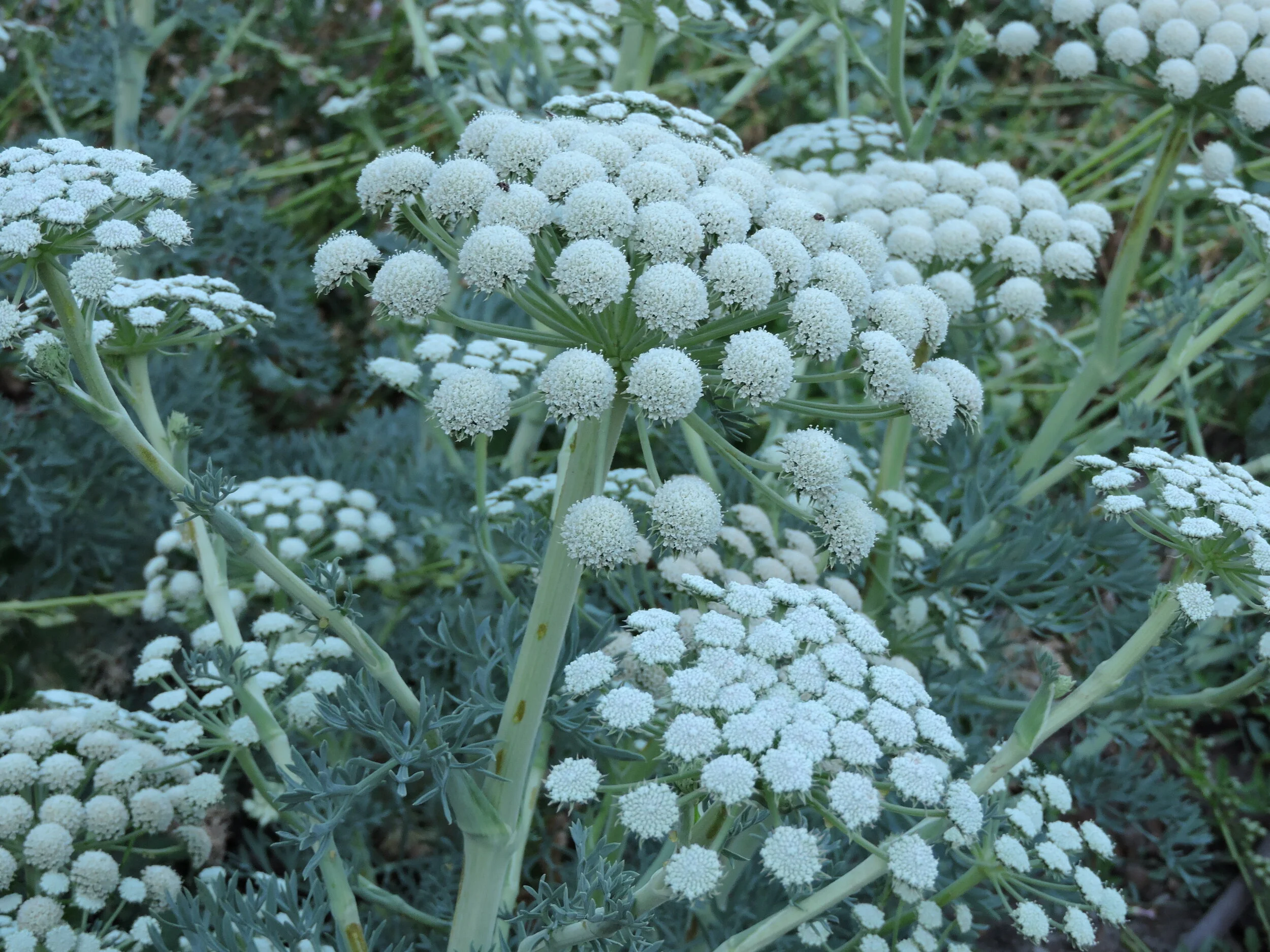 Moon Carrot — Grand Prismatic Seed