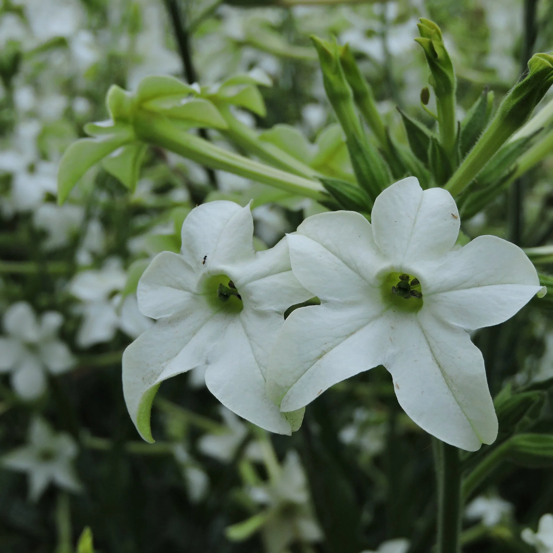 Flowers — Grand Prismatic Seed