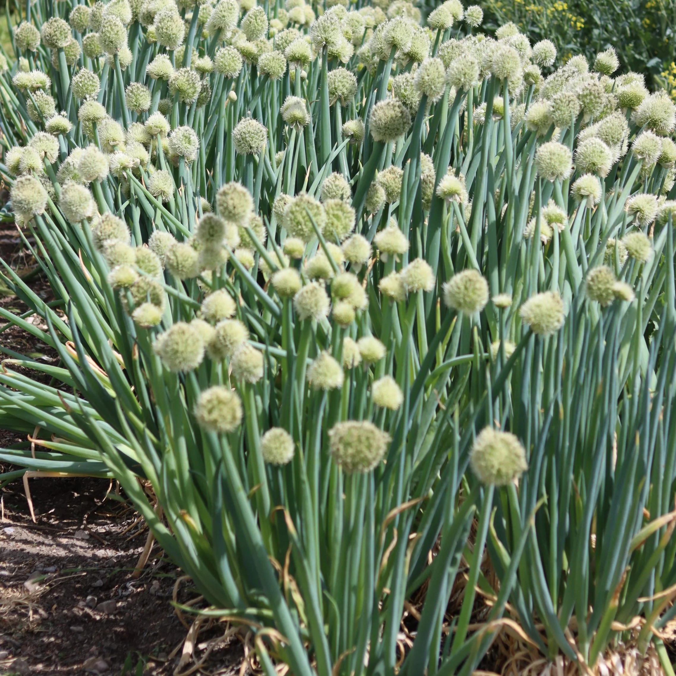 Red Onion Plant Flower