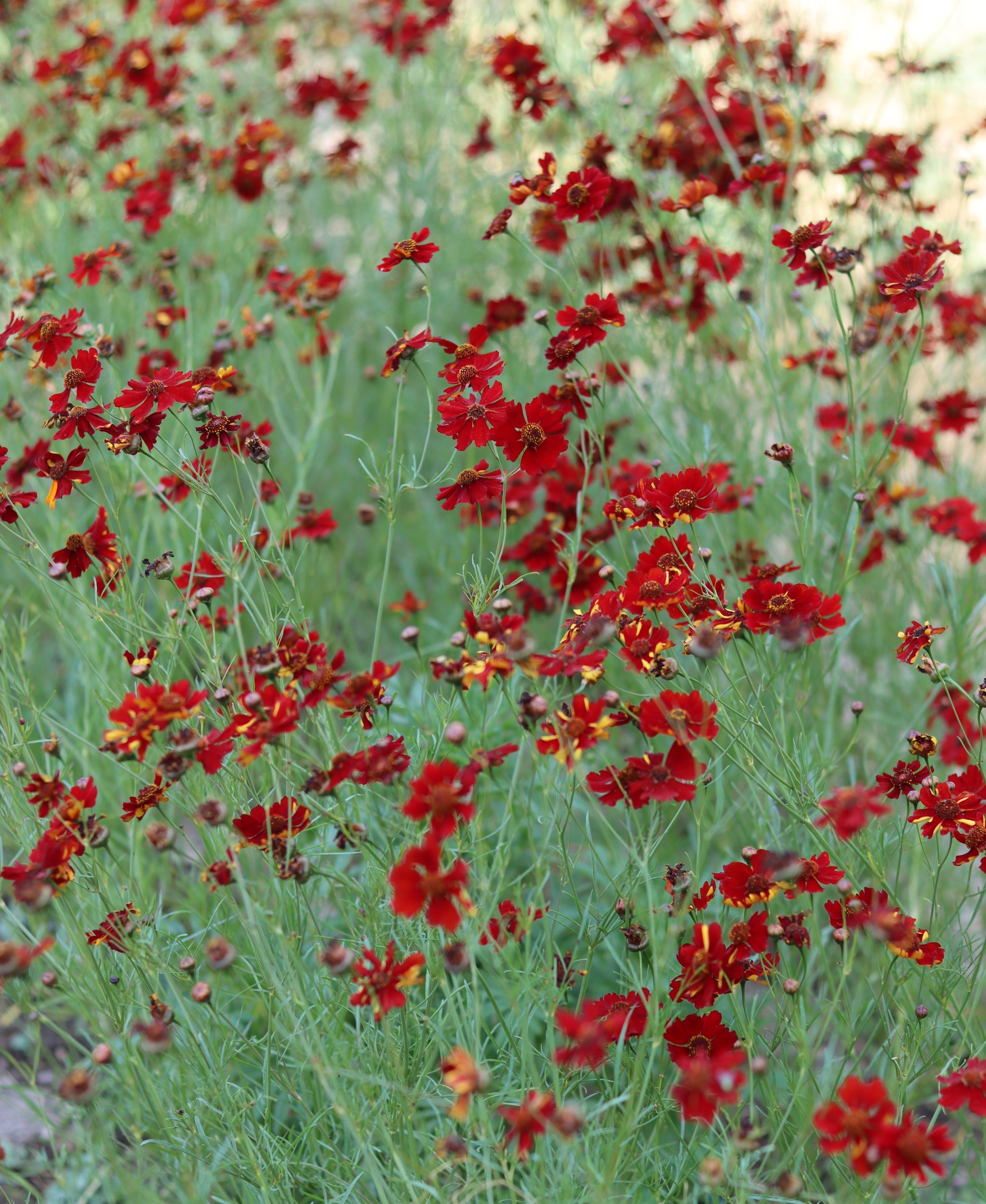 Coreopsis