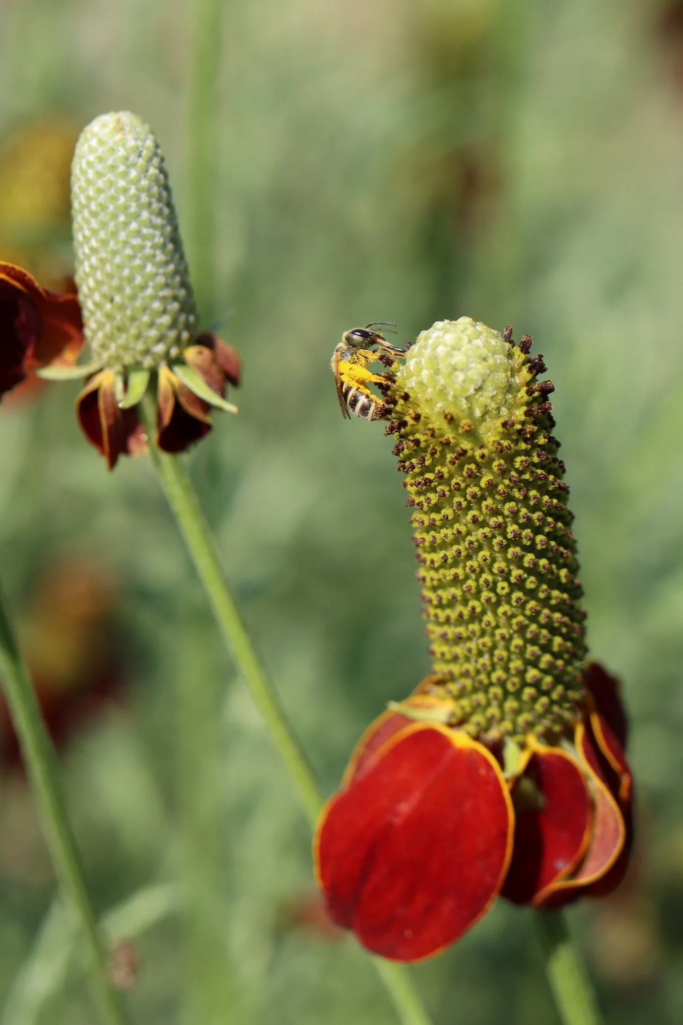 Ratibida Columnifera