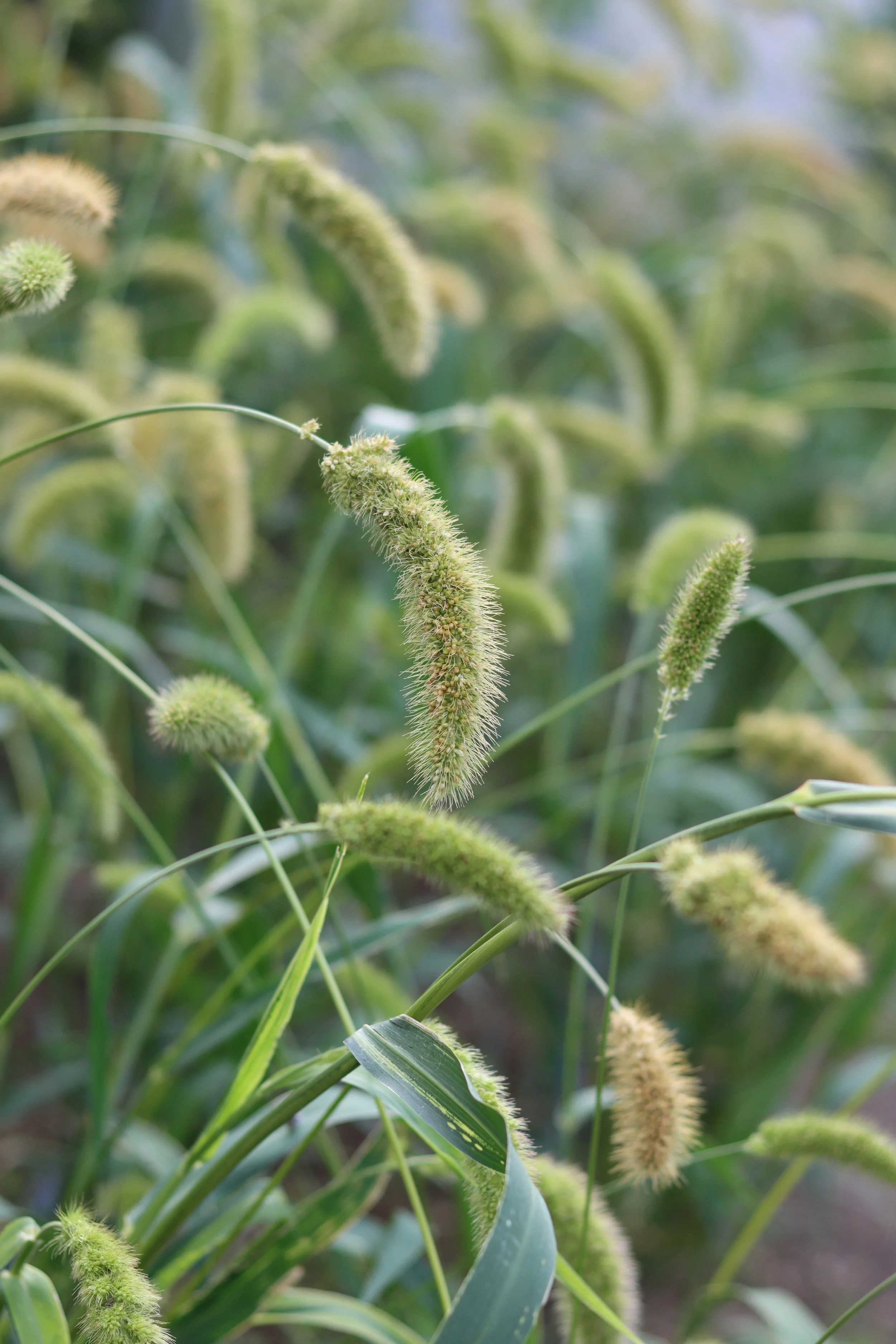 Foxtail Millet Plant Foxtail Millet. A) Inflorescence With Immature