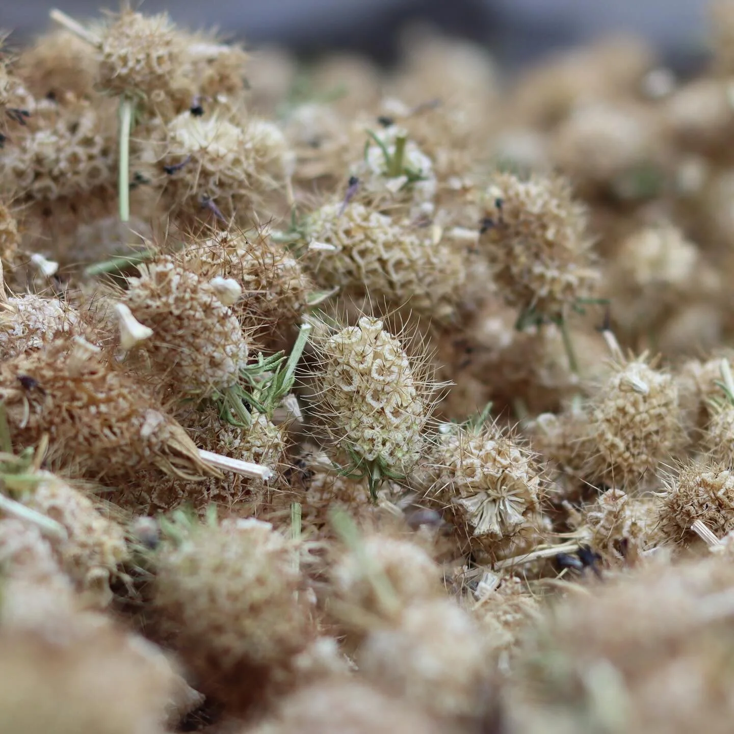 Double Black Hollyhock — Grand Prismatic Seed