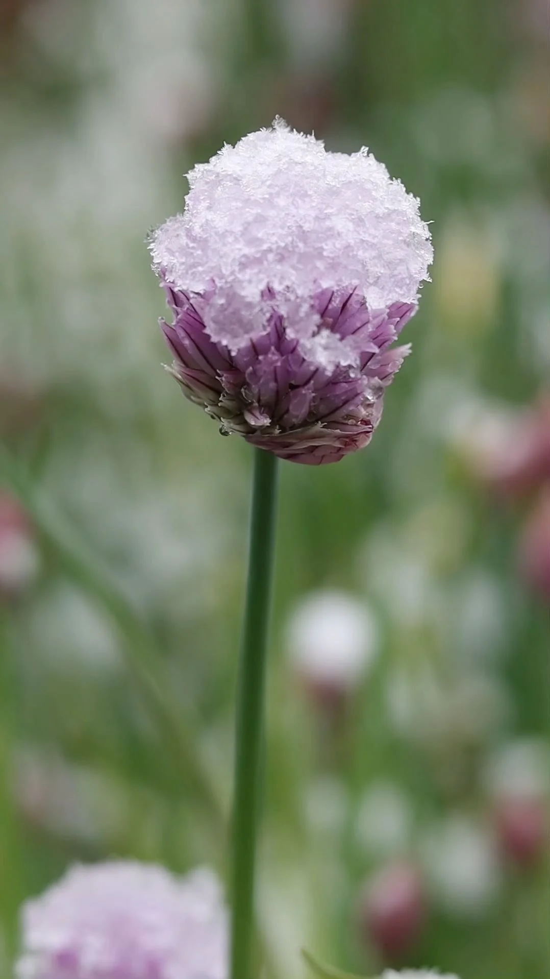 Greenthread — Grand Prismatic Seed
