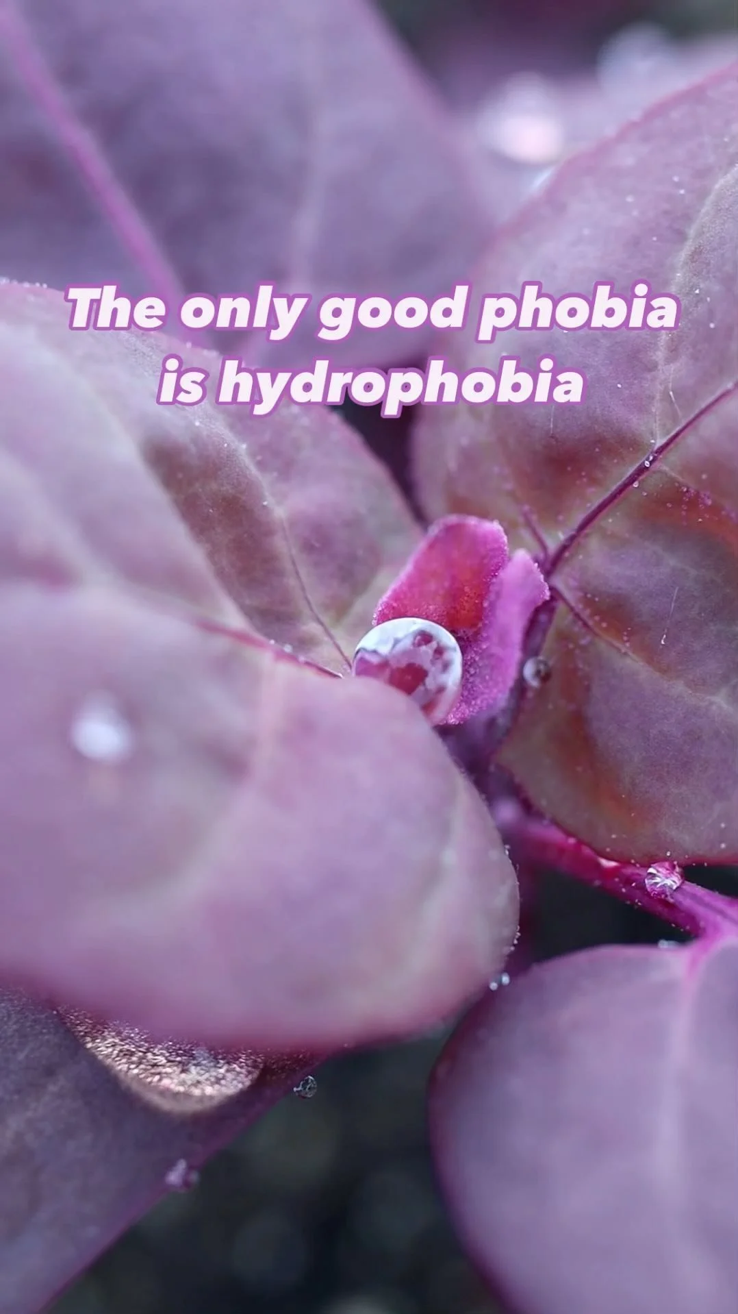 Greenthread — Grand Prismatic Seed