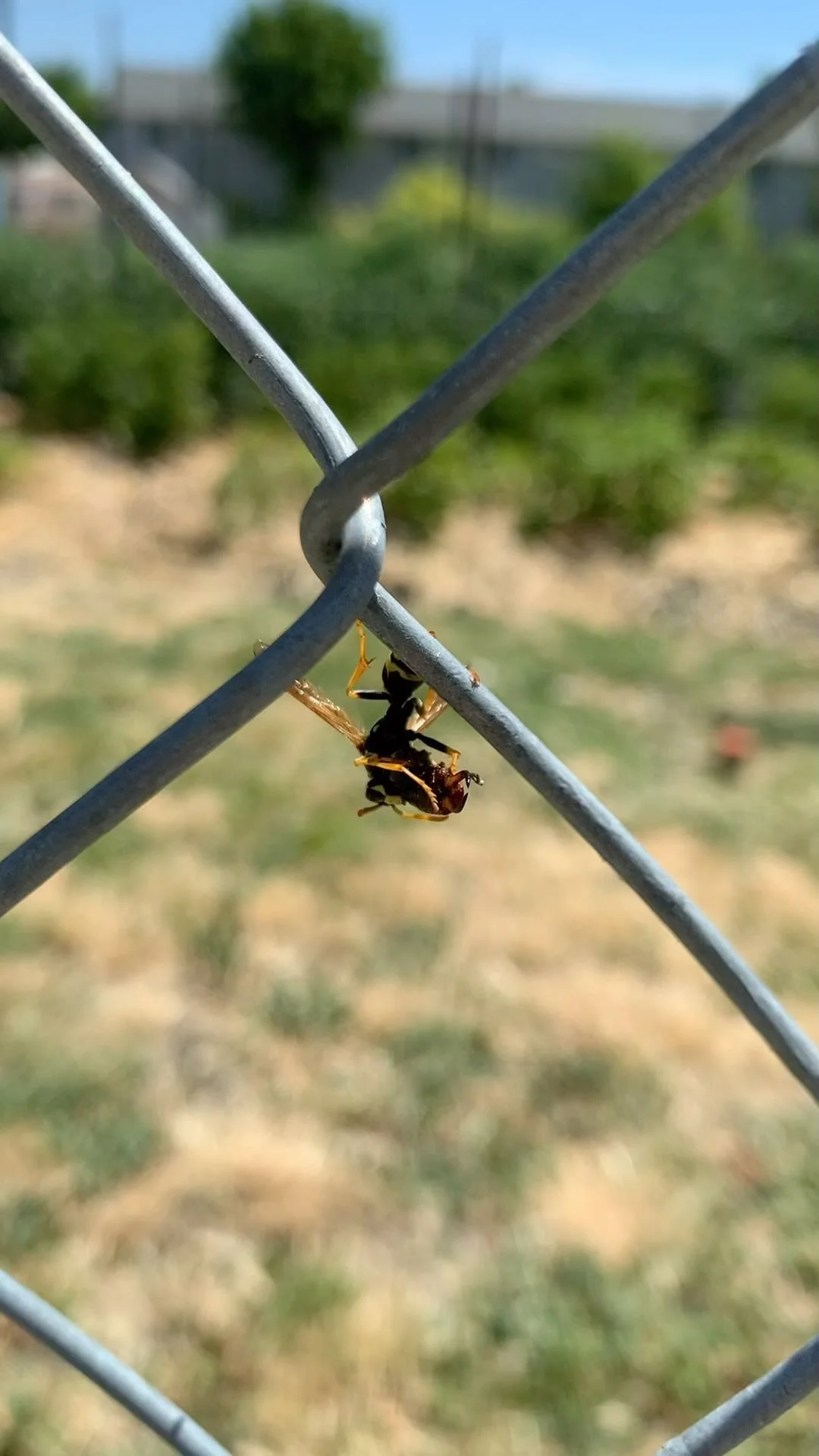 Greenthread — Grand Prismatic Seed