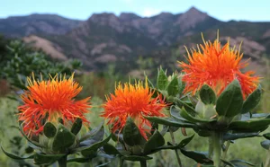 Safflower Soirée: A Guide to Growing, Dyeing, and Seed Saving — Grand ...