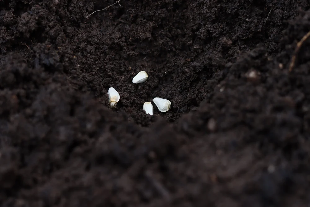 Safflower Soirée: A Guide to Growing, Dyeing, and Seed Saving — Grand ...