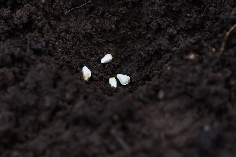 Safflower Soirée: A Guide to Growing, Dyeing, and Seed Saving — Grand ...