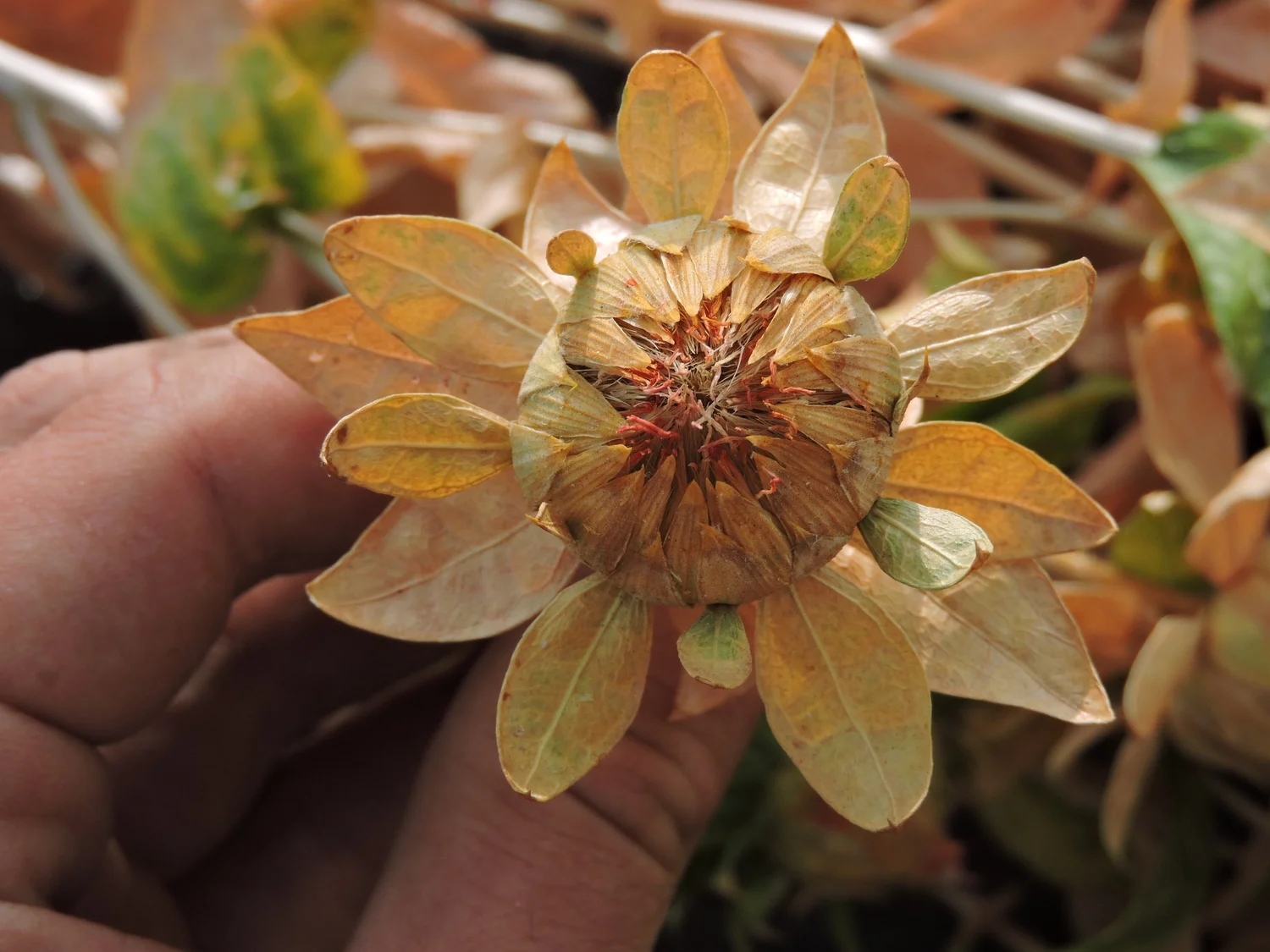 Safflower Soirée: A Guide to Growing, Dyeing, and Seed Saving — Grand ...
