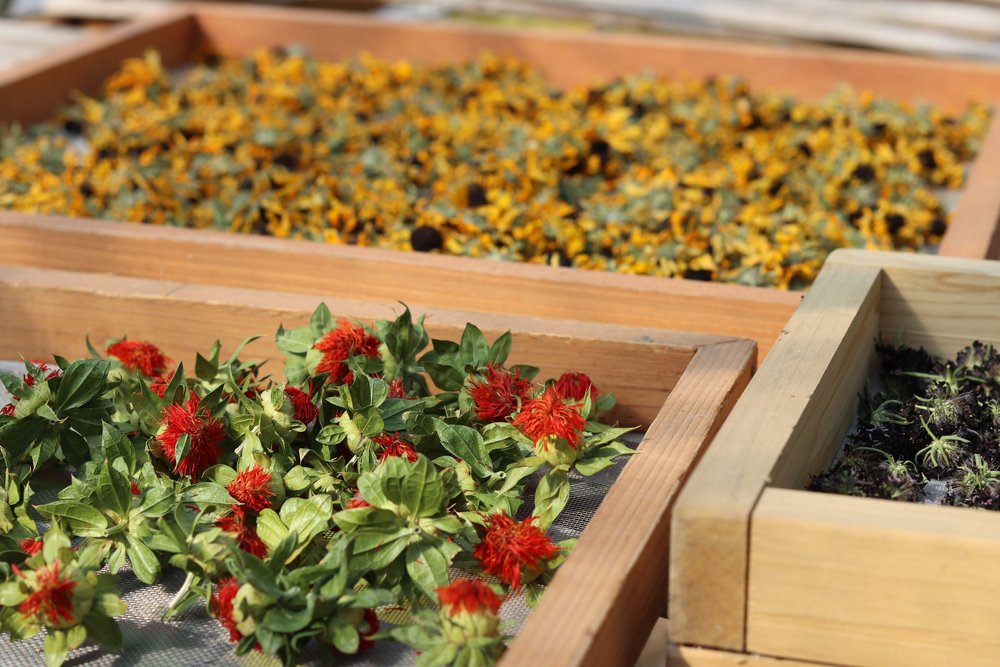 Safflower Soirée: A Guide to Growing, Dyeing, and Seed Saving — Grand ...