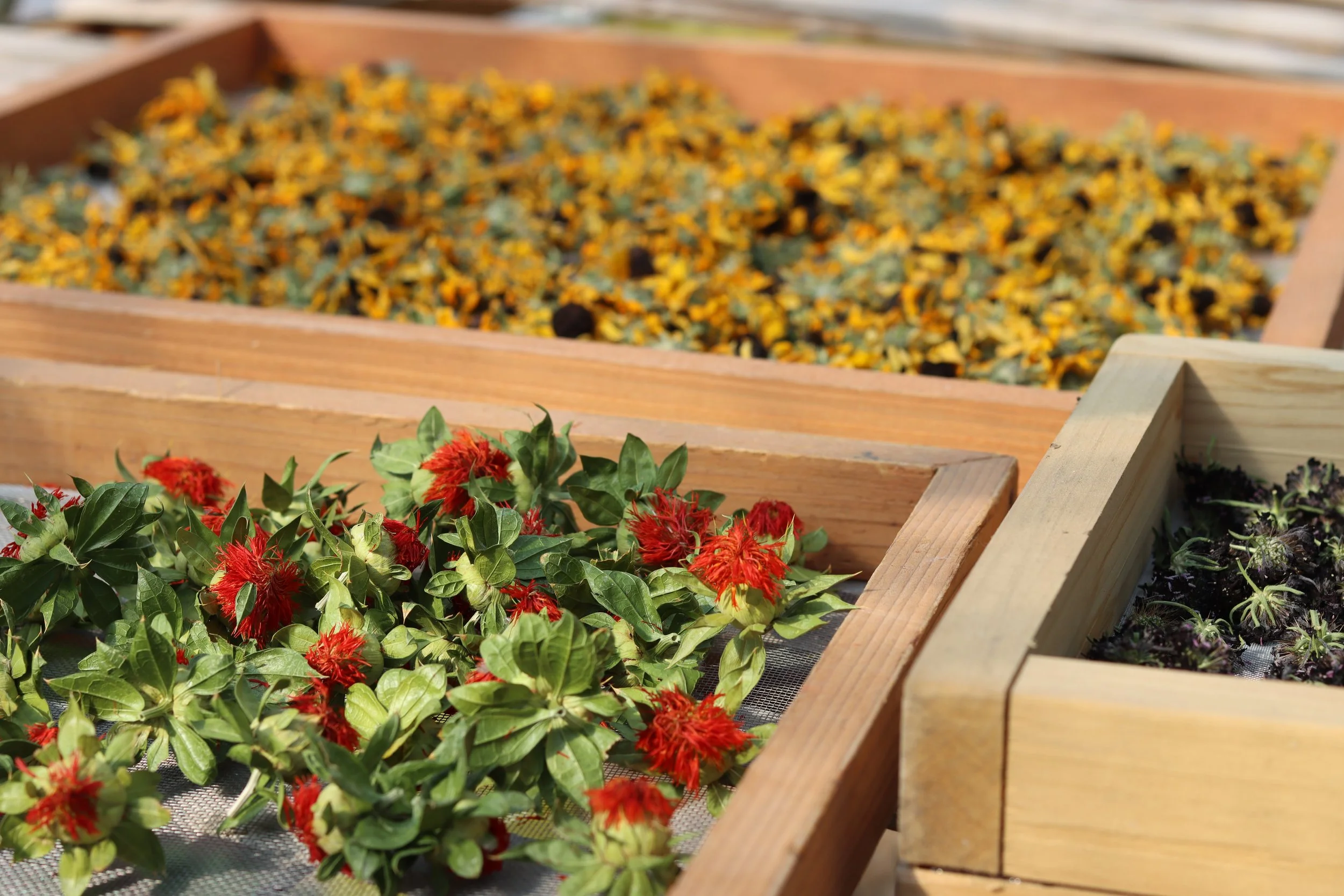 Safflower Soirée: A Guide to Growing, Dyeing, and Seed Saving — Grand ...