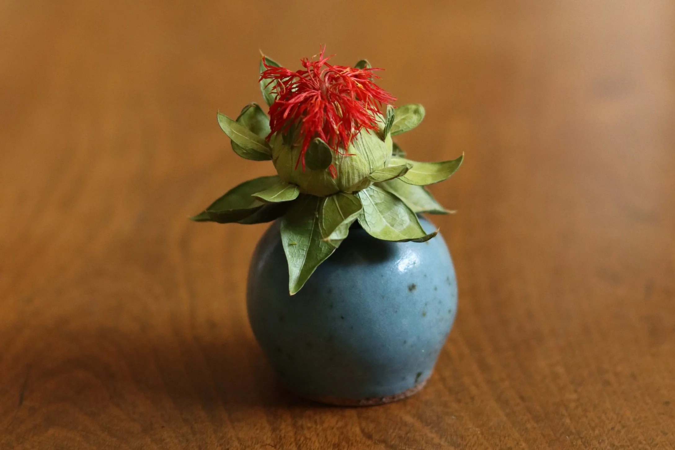 Safflower Soirée: A Guide to Growing, Dyeing, and Seed Saving — Grand ...